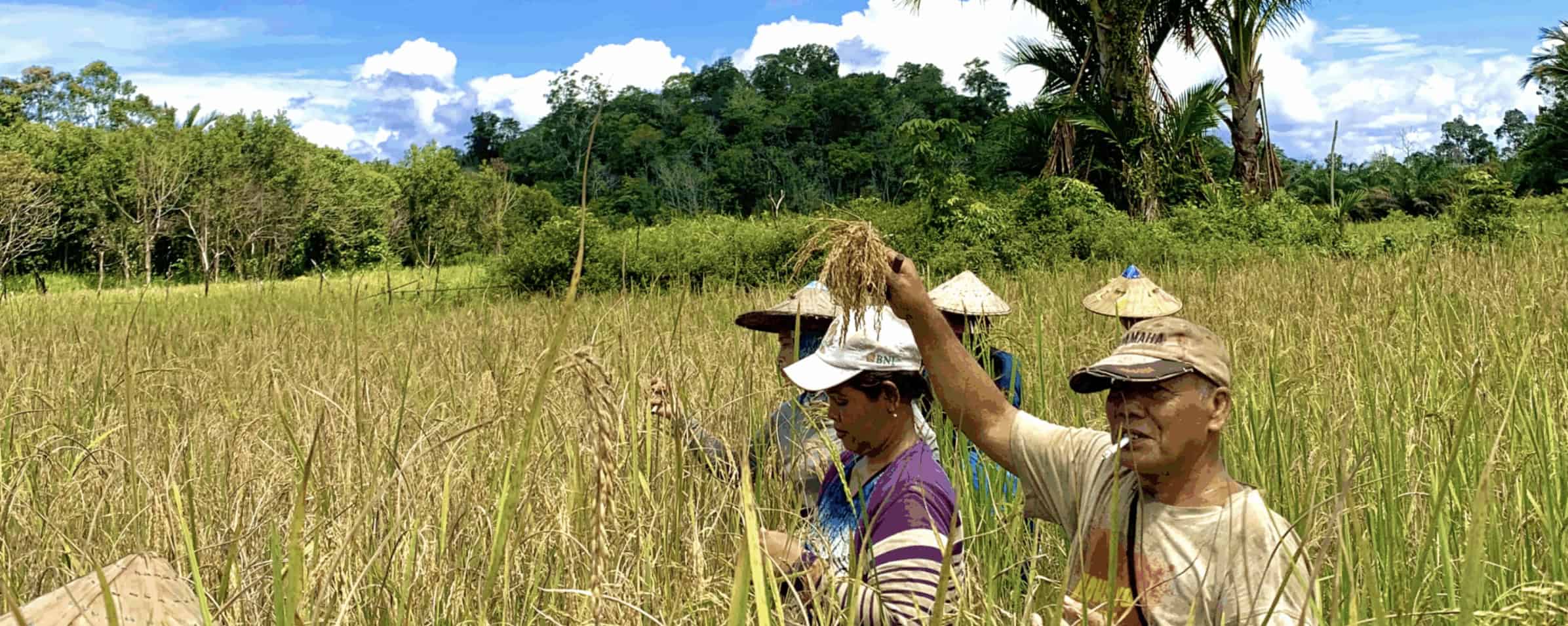 Hidden Hunger in Indonesia: Indigenous Food Insecurity - Yellowhead ...